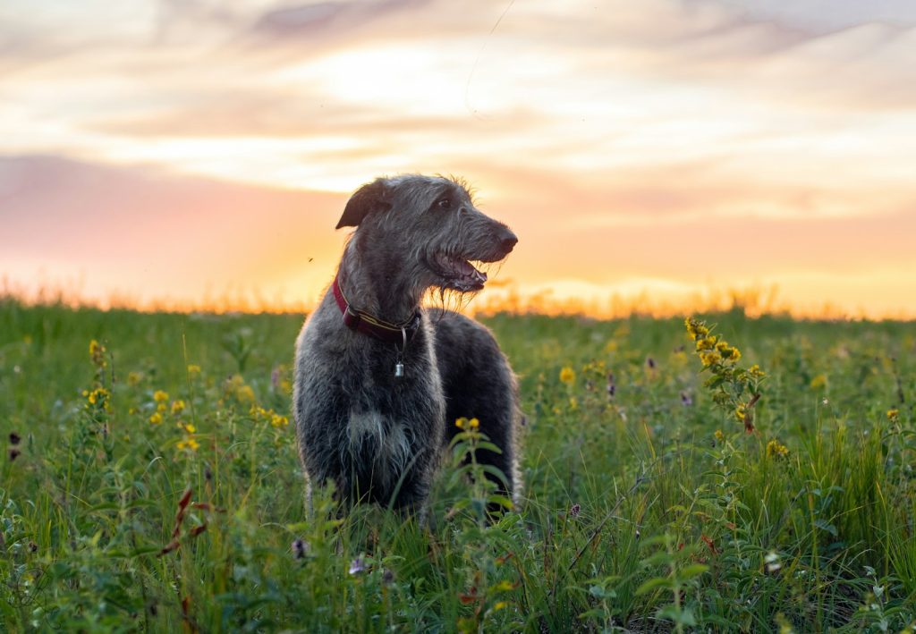 Dogs and Livestock – Harpole Parish Council